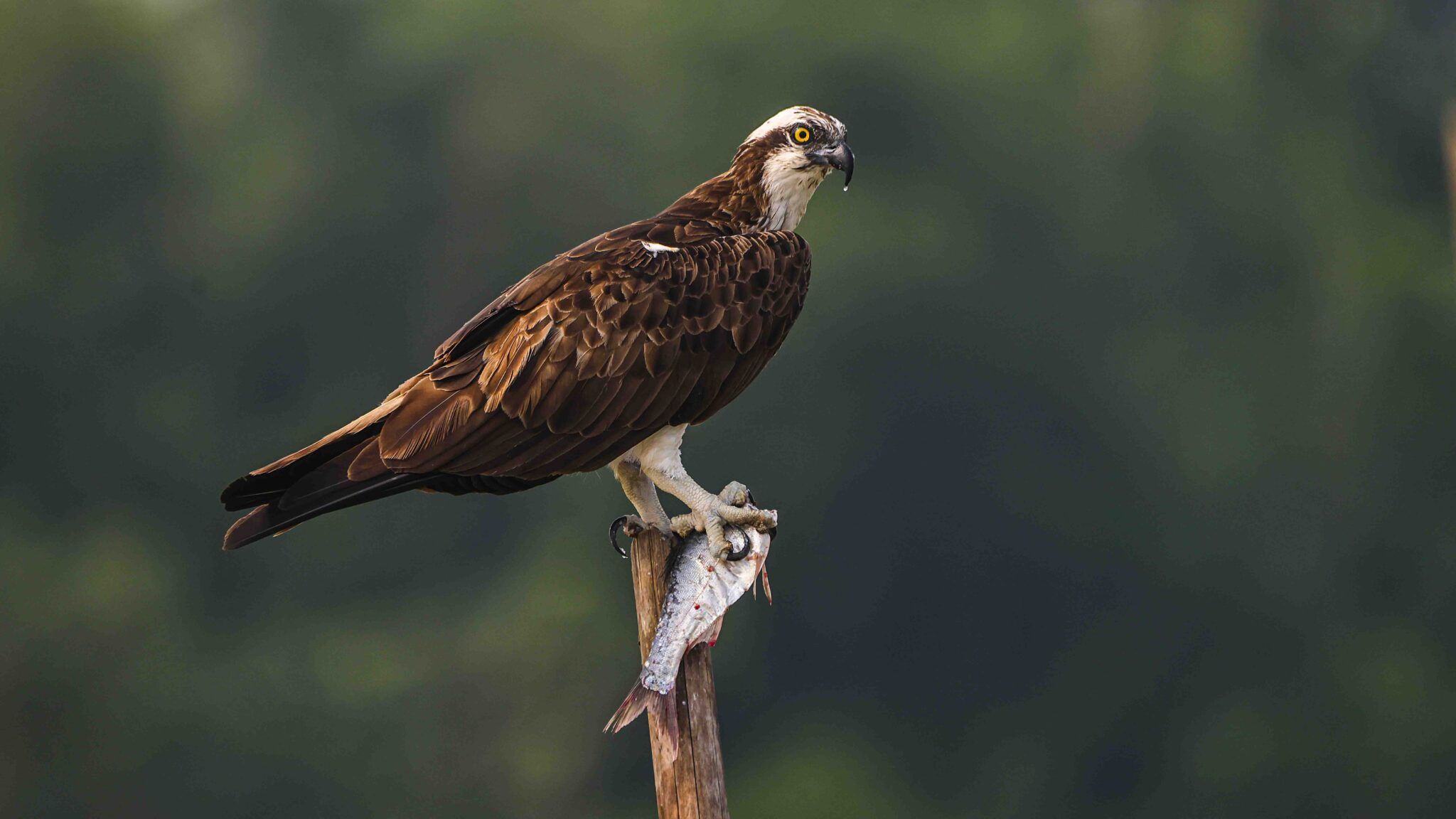 Osprey Bird Facts: Photography Tutorial and Conservation Insights