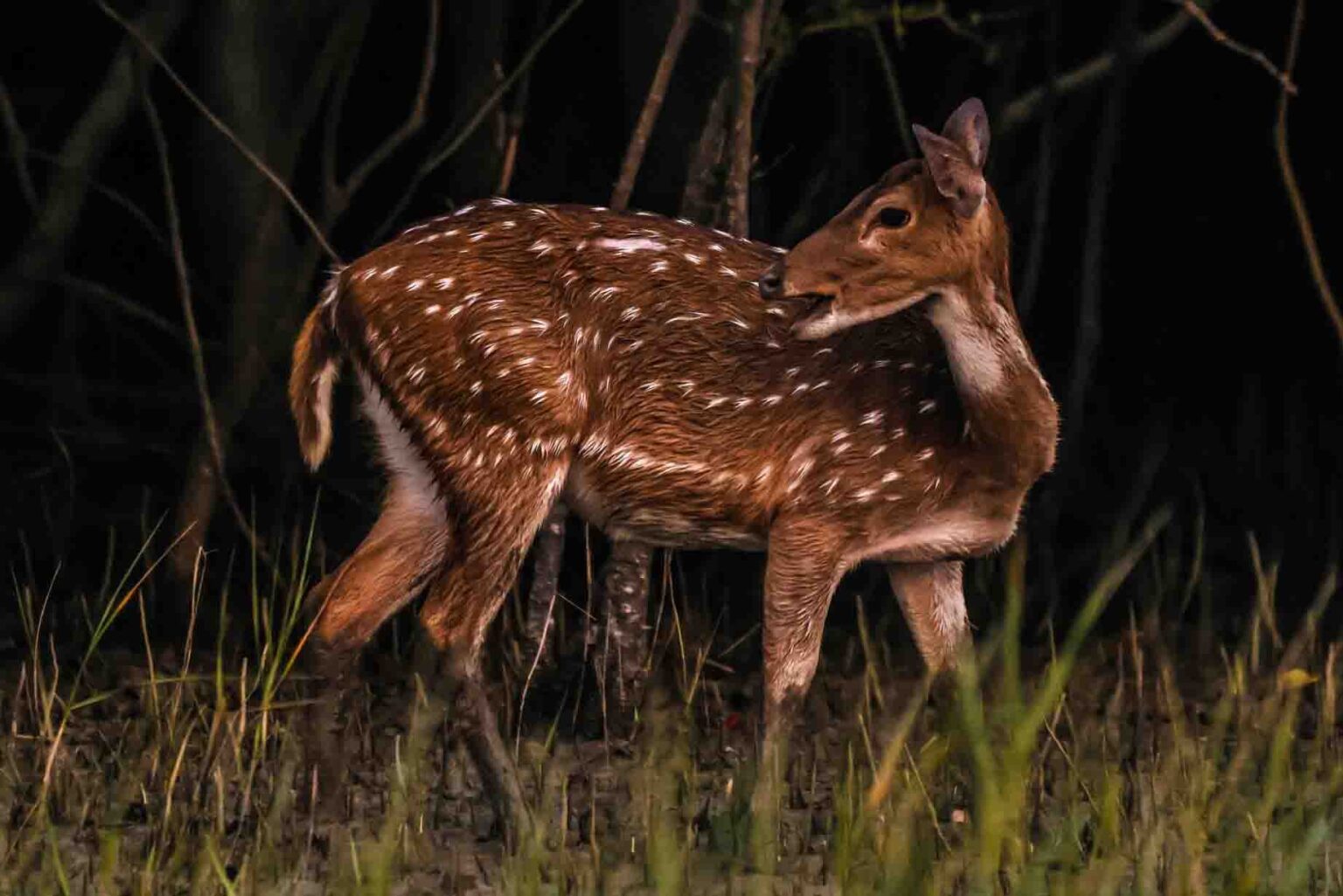 Wildlife Photography for Beginners: Step-by-Step Guide
