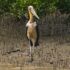 Bird Photography for Beginners: A Complete Starter Guide